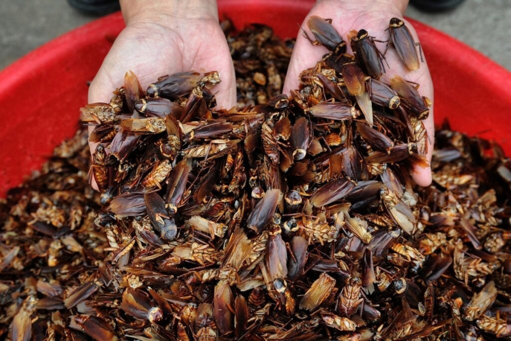 5 Biggest Cockroaches In Ghe World 5 Biggest Cockroaches In Ghe World